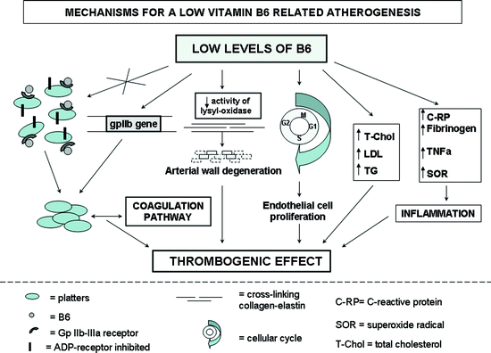 Vitamin B6 and Cardiovascular Disease | SpringerLink