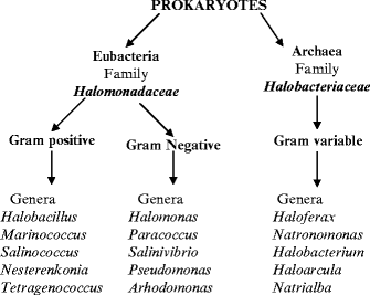 Halophiles – Taxonomy, Diversity, Physiology and Applications ...