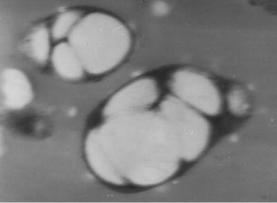 Halophiles – Taxonomy, Diversity, Physiology and Applications ...