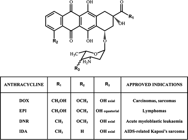 Anthracyclines and Mitochondria | SpringerLink