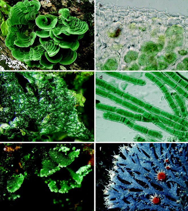 Cyanobacterial Symbioses | SpringerLink