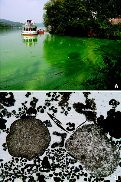 Microcystis | SpringerLink