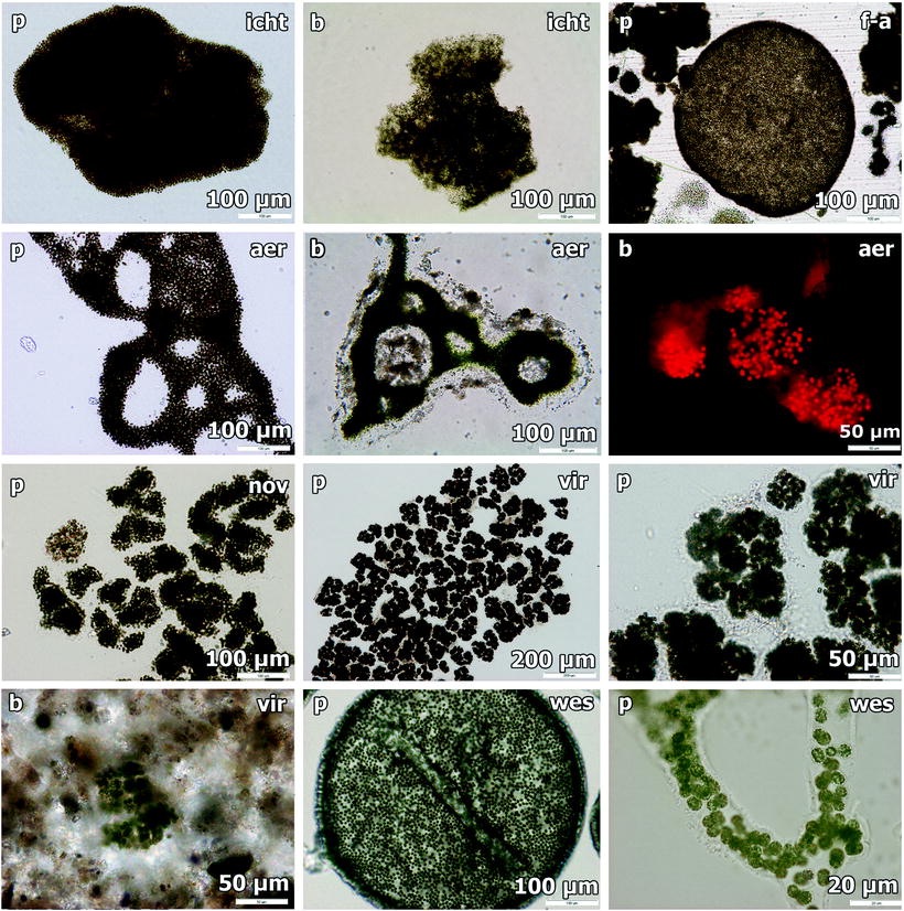 Microcystis | SpringerLink