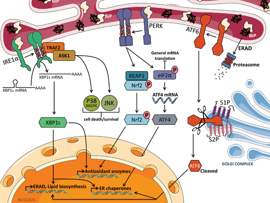 ER Stress Signaling Pathways in Cell Survival and Death | SpringerLink