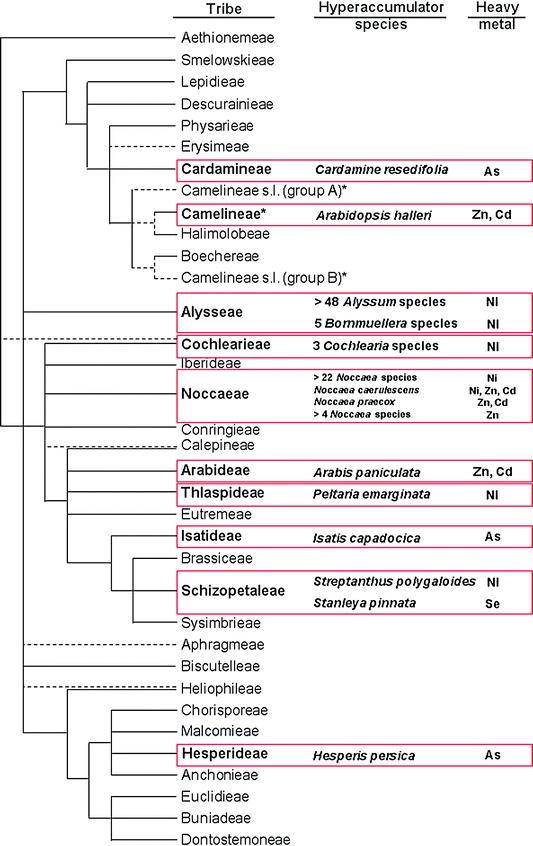 Plants that Hyperaccumulate Heavy Metals | SpringerLink