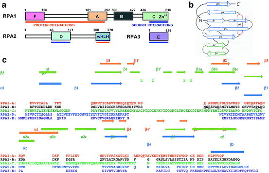 The Structure and Function of Replication Protein A in DNA Replication ...