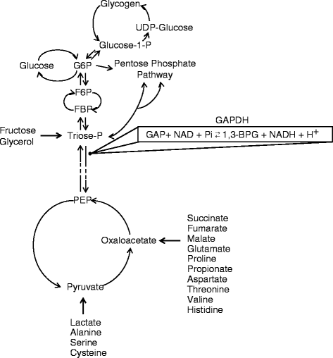 GAPDH and Intermediary Metabolism | SpringerLink