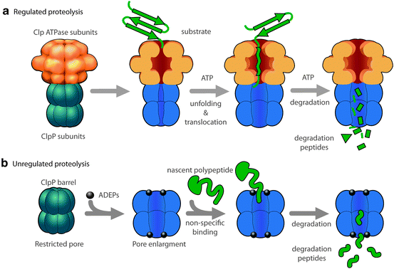 Bacterial Proteases and Virulence | SpringerLink