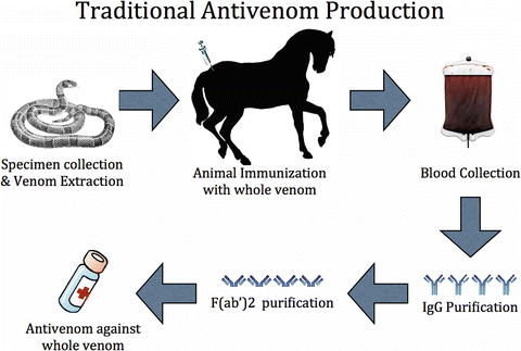 Developing Snake Antivenom Sera by Genetic Immunization: A Review ...