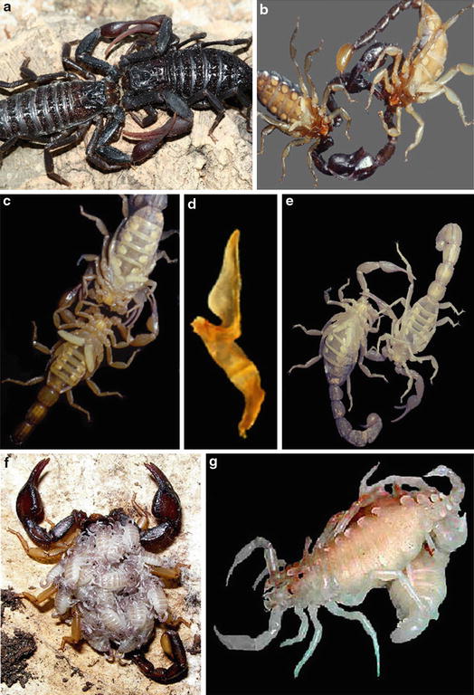 Introduction to Scorpion Biology and Ecology | SpringerLink