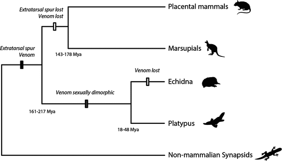 The Platypus: A Venomous Mammal | SpringerLink