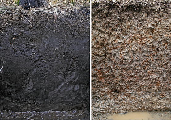 Hydric Soil Identification Techniques | SpringerLink