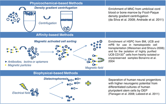 Separation Technologies for Stem Cell Bioprocessing | SpringerLink