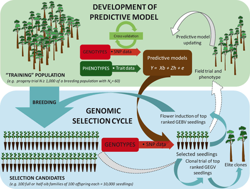 Breeding Forest Trees by Genomic Selection: Current Progress and the Way Forward | SpringerLink