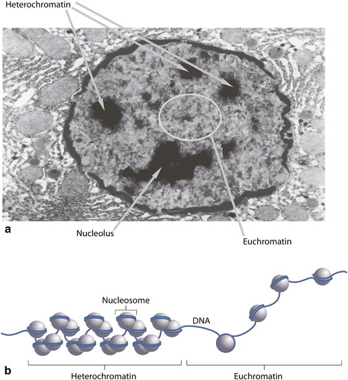 The Impact of Chromatin | SpringerLink