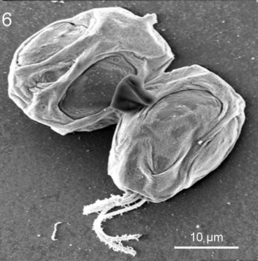 Green Algae | SpringerLink