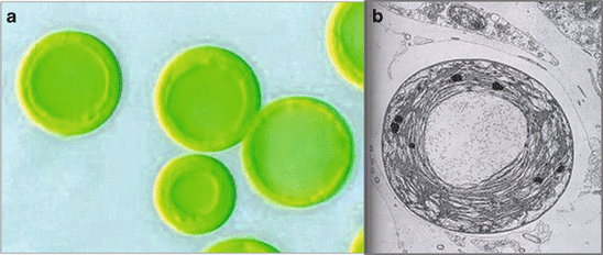 Green Algae | SpringerLink