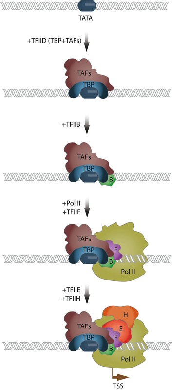 The Basal Transcriptional Machinery | SpringerLink