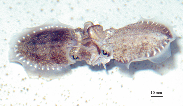 Sepiella inermis | SpringerLink