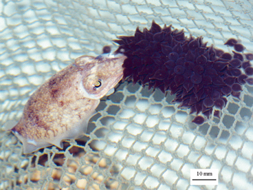 Sepiella inermis | SpringerLink