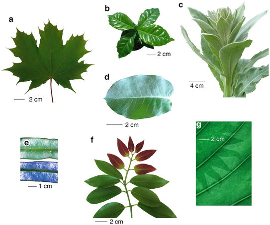 Leaf: Light Capture in the Photosynthetic Organ | SpringerLink