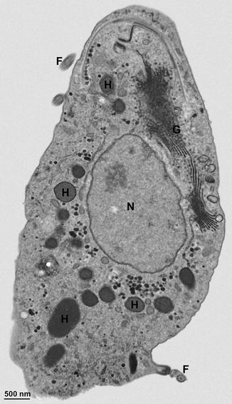 The Hydrogenosome | SpringerLink