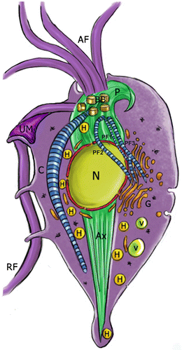 The Hydrogenosome | SpringerLink