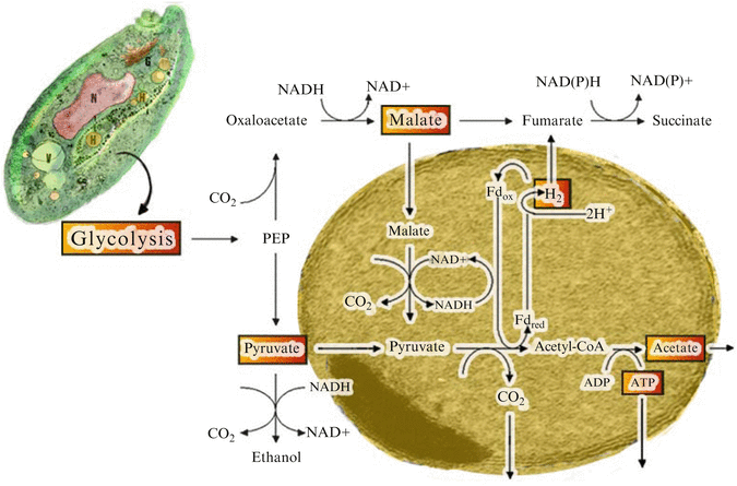 The Hydrogenosome | SpringerLink