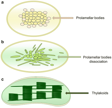 Biogenesis of Chloroplasts | SpringerLink