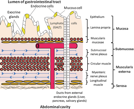 Regulation of Gastrointestinal Functions | SpringerLink
