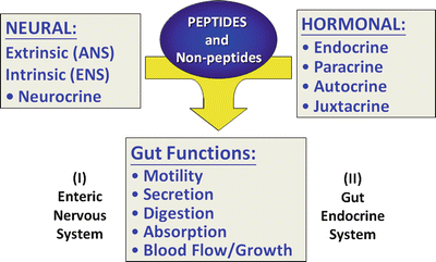Regulation of Gastrointestinal Functions | SpringerLink