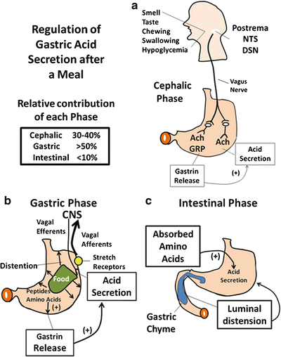 Gastric Physiology | SpringerLink