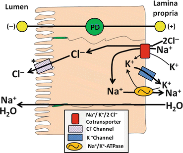 Intestinal Water and Electrolyte Transport | SpringerLink