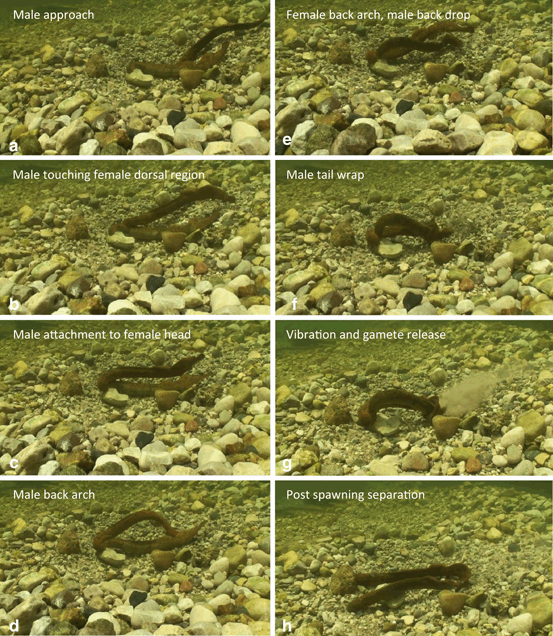 Reproductive Ecology of Lampreys | SpringerLink