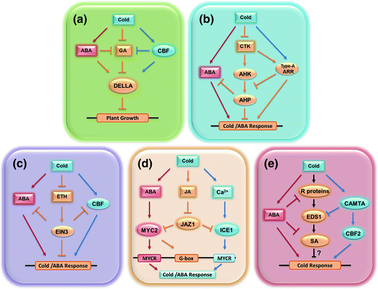 ABA Regulation of the Cold Stress Response in Plants | SpringerLink