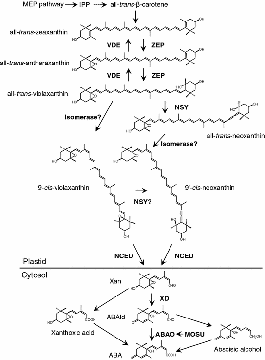 ABA Biosynthetic and Catabolic Pathways | SpringerLink