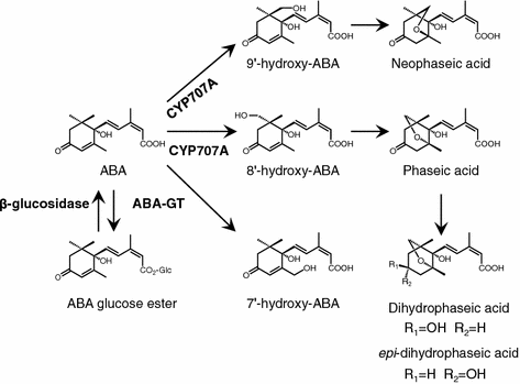 ABA Biosynthetic and Catabolic Pathways | SpringerLink