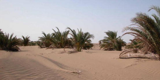 Date Palm Status and Perspective in Pakistan | SpringerLink