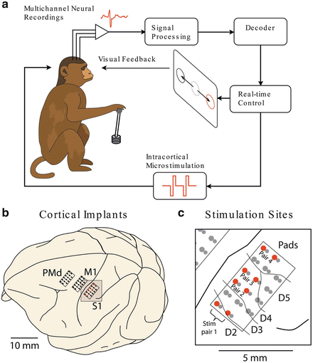 Brain-Machine Interfaces: From Macro- to Microcircuits | SpringerLink
