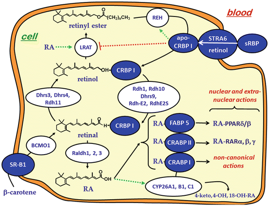 Functions of Intracellular Retinoid Binding-Proteins | SpringerLink