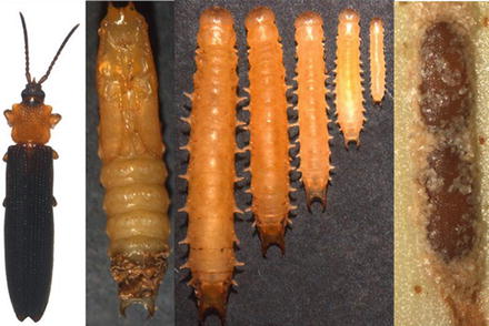 Coconut Leaf Beetle Brontispa longissima Gestro | SpringerLink