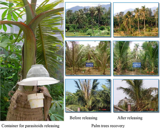 Coconut Leaf Beetle Brontispa longissima Gestro | SpringerLink