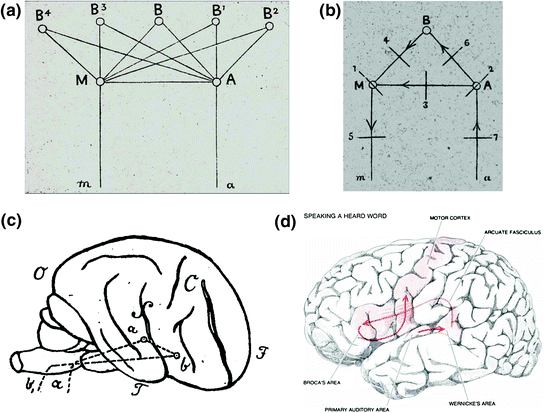The Brain and Its Maps: An Illustrative History | SpringerLink