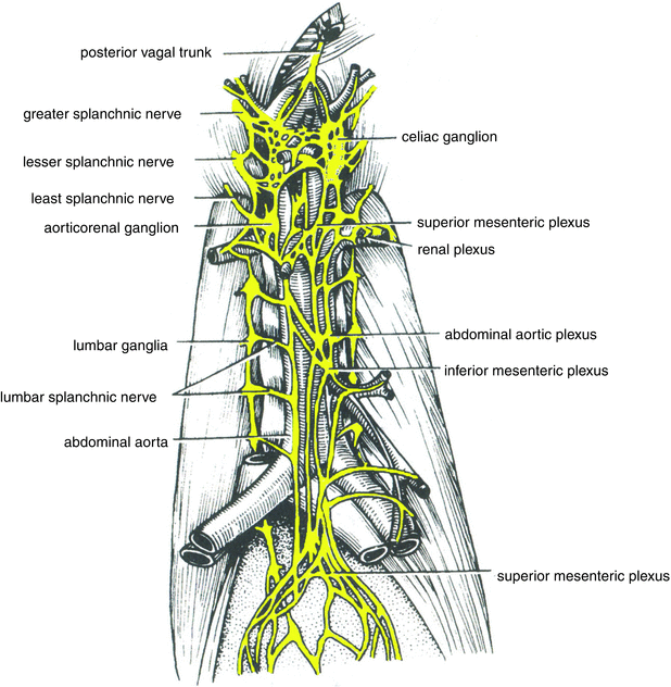 Surgical Anatomy of the Retroperitoneal and Pelvic Extraperitoneal ...