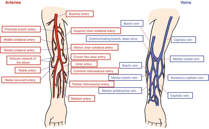 The Basics of Vascular Access Construction and Its Timing | SpringerLink