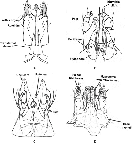 Morphology and Anatomy of Acari | SpringerLink