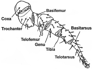 Morphology and Anatomy of Acari | SpringerLink