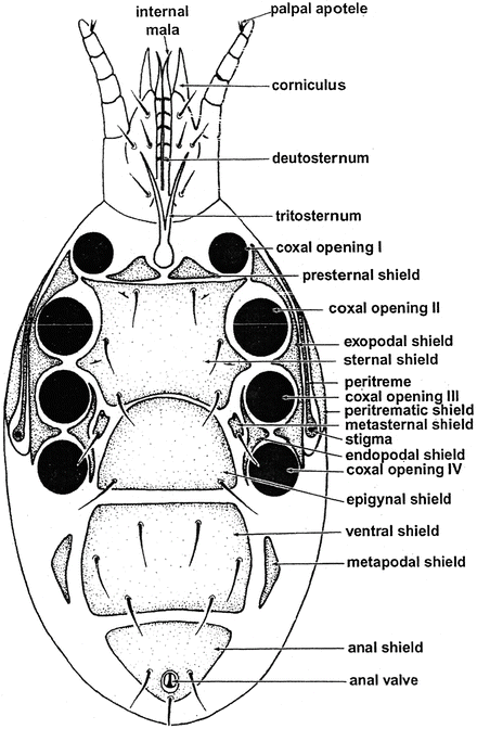 Morphology and Anatomy of Acari | SpringerLink