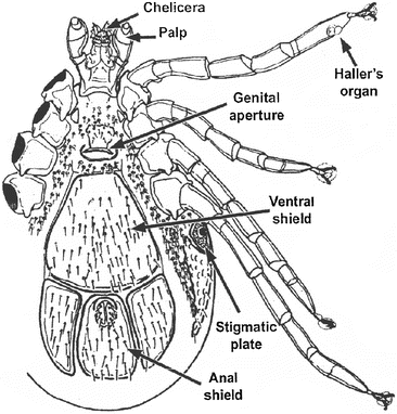 Morphology and Anatomy of Acari | SpringerLink