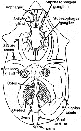 Morphology and Anatomy of Acari | SpringerLink
